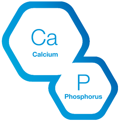 The importance of phosphorus and calcium in the body of birds! - Cest ...